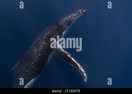 Humpback whale in the deep blue waters of Tonga Stock Photo - Alamy