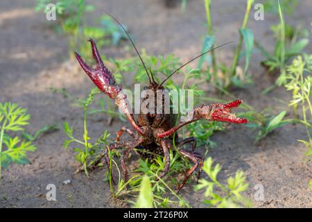 Crayfish crawling and foraging in the wilderness Stock Photo - Alamy