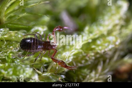 Moss pseudoscorpion (Neobisium carcinoides Stock Photo - Alamy