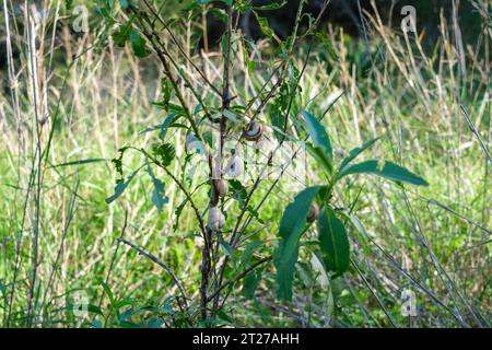 Small snails devour the leaves of a fruit tree Stock Photo - Alamy