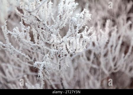 Winter hoarfrost on the leaves and branches enclosing a narrow country ...