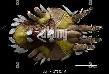Coffee Drinking Flat Mite, SEM Stock Photo - Alamy