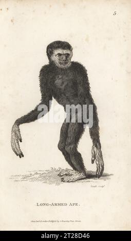 Long-armed Ape from General zoology, or, Systematic natural history ...