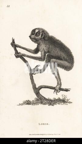 Endangered red slender loris, Loris tardigradus. Loris, Lemur lori ...