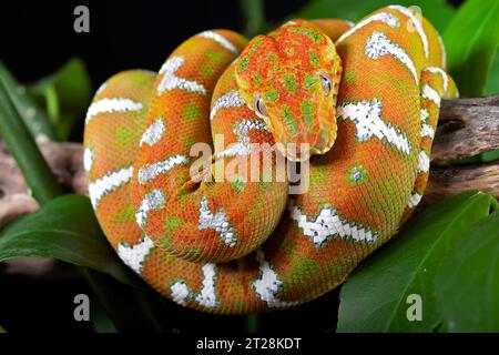 The emerald coils and scales of a Green Tree Python hanging Stock Photo ...