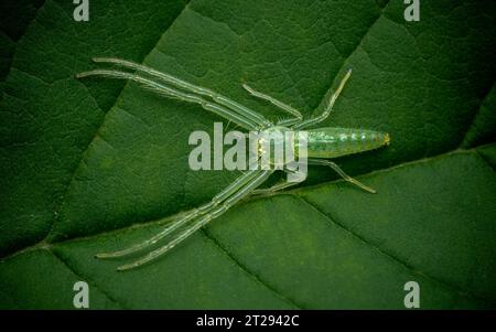 Green Grass Crab Spiders (Oxytate Stock Photo - Alamy