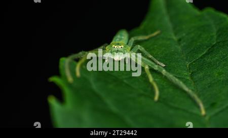 Oxytate striatipes, Grass crab spiders, Green crab spider on green leaf ...