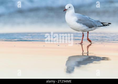 The silver gull (Chroicocephalus novaehollandiae) is the most common ...