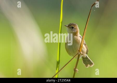 Golden-headed cisticola (Cisticola exilis), also known as the bright-capped cisticola, is a ...