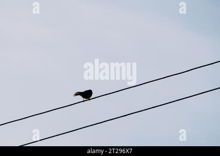 Bird sitting on the electricity cabel Stock Photo - Alamy