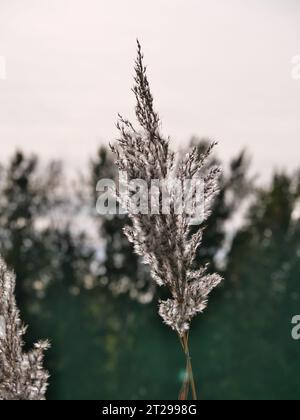 Reed stalks and fruits in the back light in the evening sun Stock Photo ...
