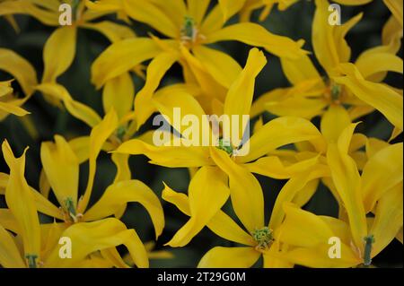 Yellow lily-flowered tulips (Tulipa) Seattle bloom in a garden in April ...