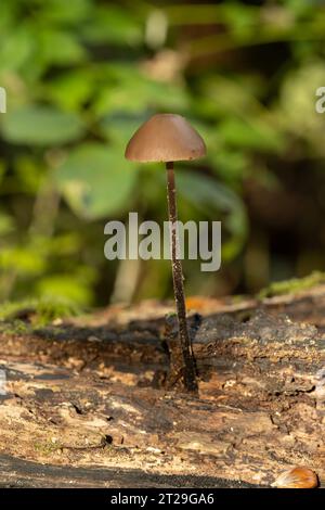 Garlic Parachute (Marasmius alliaceus Stock Photo - Alamy