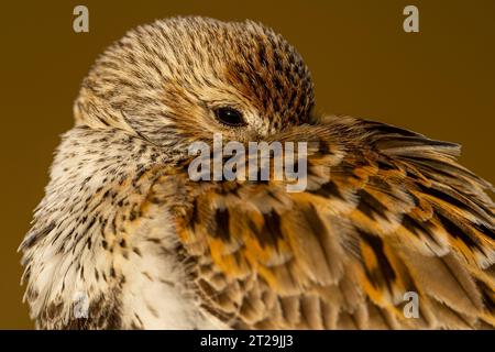 Side view of Correlimos comun dunlin bird with dark brown and white ...