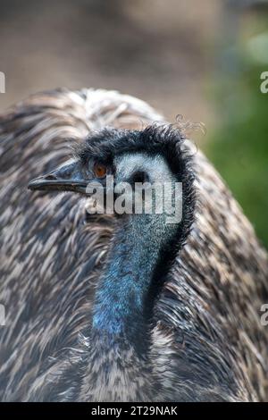 An emu on the farm in England, Wiltshire Stock Photo - Alamy