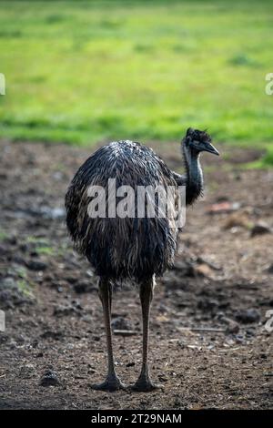 An emu on the farm in England, Wiltshire Stock Photo - Alamy