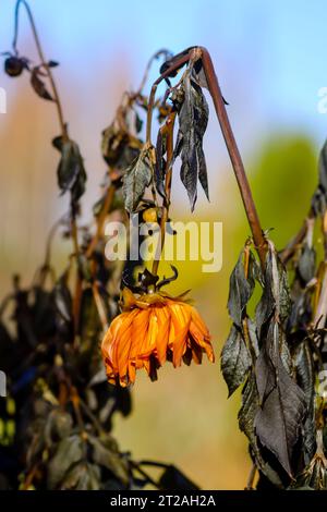 Frozen faded flower close up Stock Photo - Alamy