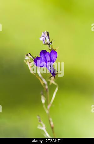 Single bright flower on blurred nature background Stock Photo - Alamy