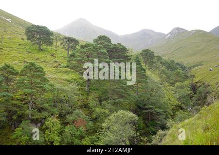 Scots Pine in on mountainside Glen Etive, Scottish Highlands Stock ...