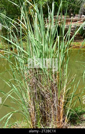 Elaphant grass or ravennagrass (Saccharum ravennae or Trpidium ravennae ...