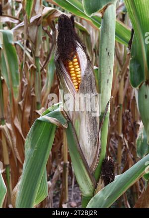 Fresh corn cobs with husks and kernels isolated on a white background ...