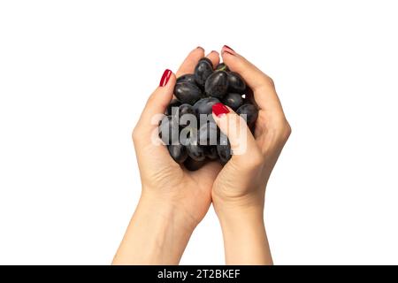 A sprig of red grapes in woman hands with red nail polish isolated on a ...