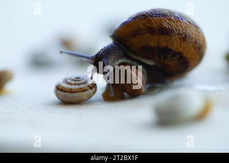 Sammy the snail explored, discovering wonders beyond the garden's ...