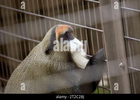 De Brazza's monkeys are medium-sized monkeys native to the rainforests ...