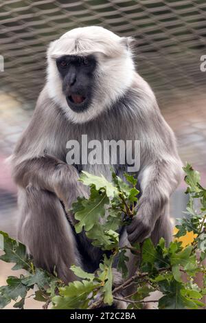 The Hanuman Langur, native to the Indian subcontinent, is a versatile ...