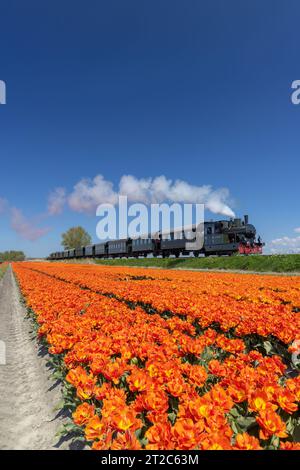 Steam train with tulip field, Hoorn - Medemblik, Noord Holland ...