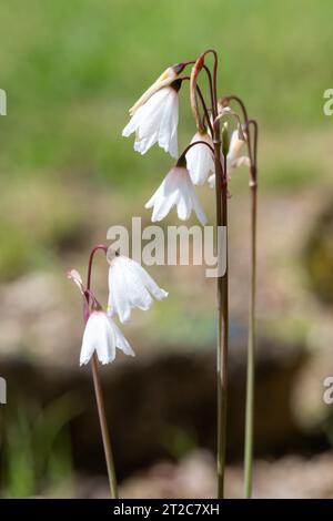 Acis autumnalis, autumn snowflake Stock Photo - Alamy