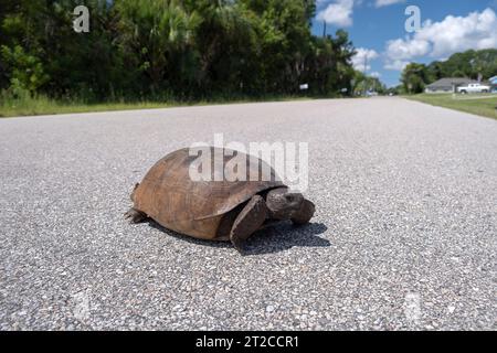 Wild Gopher Tortoise crossing rural road in Florida, USA. Endangered ...