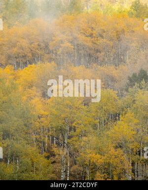 Aspens in fog Stock Photo - Alamy