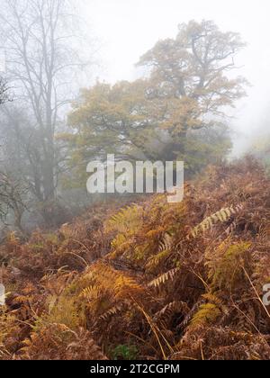 Mixed woodland in full Autumn colour at Aldon, Onibury, Craven Arms ...