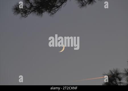 Crescent moon through pine tree Stock Photo - Alamy