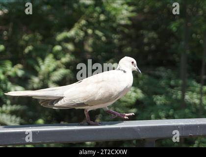 A beautiful striped dove or columbidae standing on a fence in a large ...