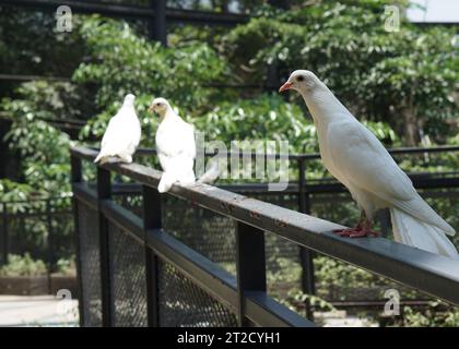 beautiful white doves standing on a fence in a large botanical garden ...