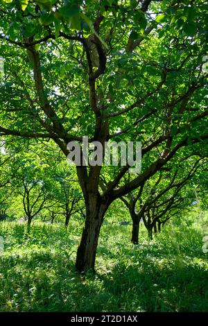 Plantation of high-quality PDO certified walnuts trees in Perigord ...