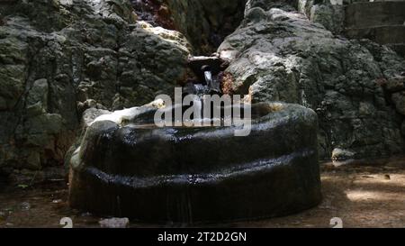 Jathika Namal Uyana, Dambulla, Visit Sri Lanka Stock Photo - Alamy