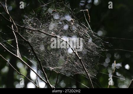Jathika Namal Uyana, Dambulla, Visit Sri Lanka Stock Photo - Alamy