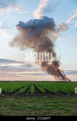 field of sugar cane is burnt before harvesting, in Queensland, Shire of Burdekin, Australia ...