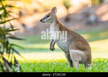 The agile wallaby, Macropus agilis also known as the sandy wallaby is a ...