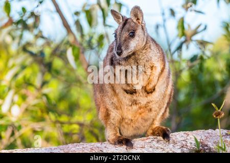 The Allied Rock-Wallaby or Weasel rock-wallaby is a species of rock ...