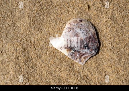 Pinctada is a genus of saltwater oysters, marine bivalve mollusks Stock ...