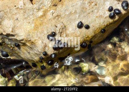Theodoxus jordani is a species of freshwater snail with an operculum ...