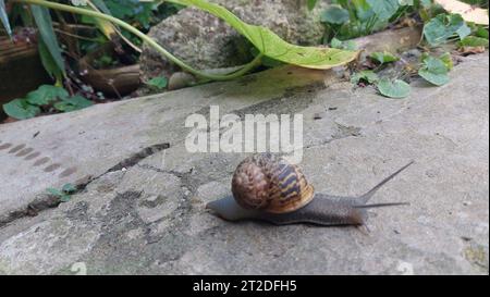 European brown snail Cornu aspersum Stock Photo - Alamy