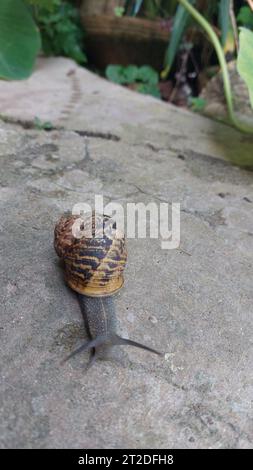 European Brown Snail or Garden Snail, Cornu aspersum, Helicidae ...