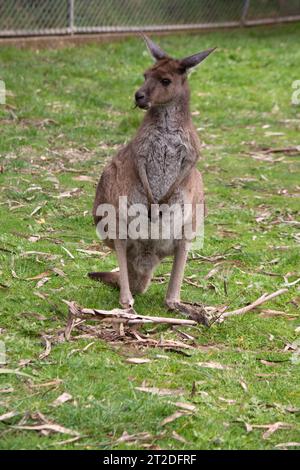 Western grey kangaroos have short hair, powerful hind legs, small ...