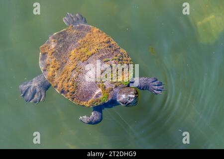 Emydura macquarii: Vibrant Macquarie Turtle in Freshwater Habitat Stock ...