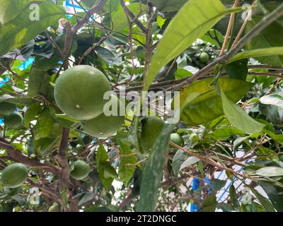 Green unripe grapefruits on the tree Stock Photo - Alamy